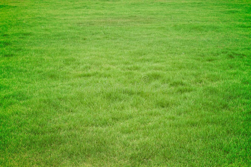 Groen gras stock foto. Image of gras, activiteit, vers - 54526212