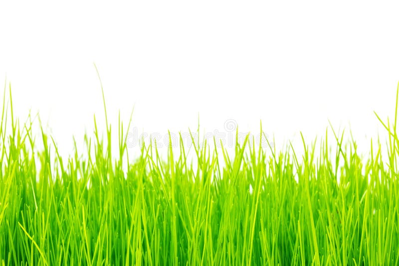 Groen gras stock foto. Image of gras, binnen, foto, nave - 84856678