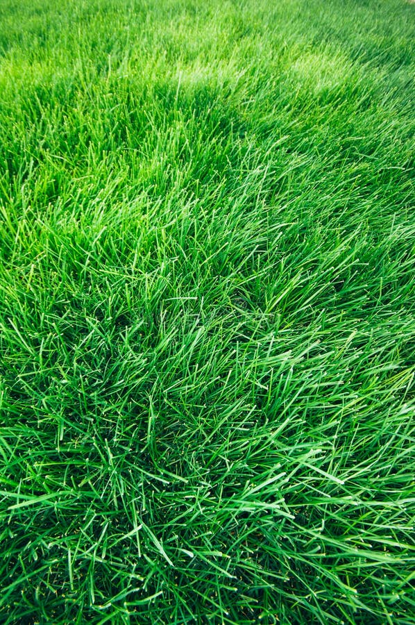 Groen gras stock afbeelding. Image of stijl, italiaans - 85206867