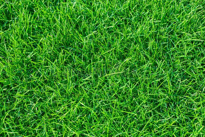 Groen Gras De Zomerachtergrond Stock Afbeelding - Image of vers, blad ...
