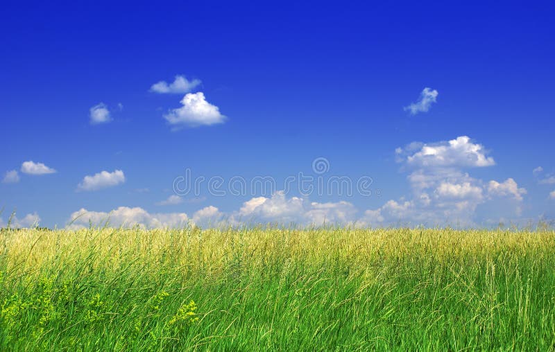 Groen gras en blauwe hemel stock afbeelding. Image of gras - 5677487