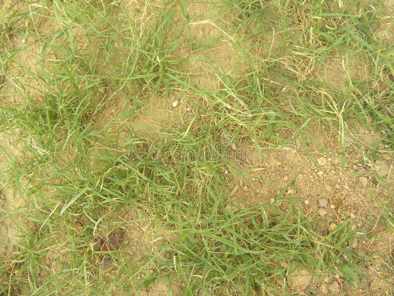 Groen gras in grond stock foto. Image of ontwerp, leven - 120478670