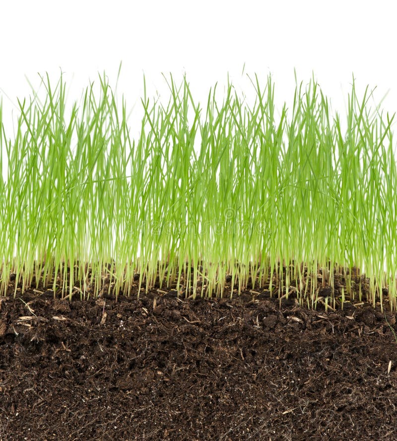 Groen gras in grond stock foto. Image of blad, groei - 30837786