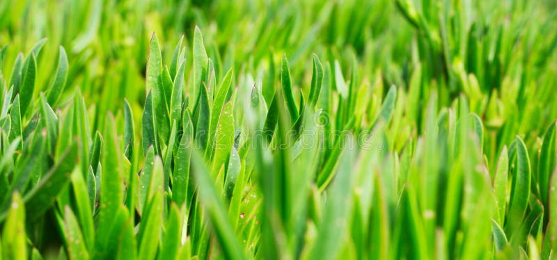 Groen gras op het gazon stock foto. Image of landschap - 33153206