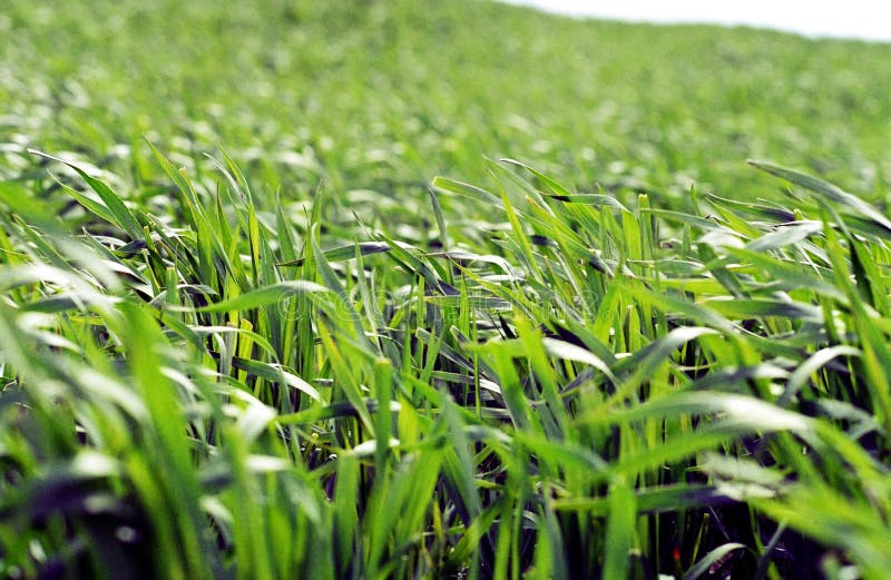 Groen gras van tarwe stock foto. Image of vegetatie, landbouwgrond ...