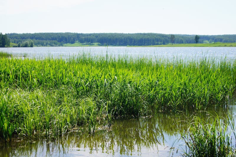 Groen gras in water stock afbeelding. Image of helder - 61443529