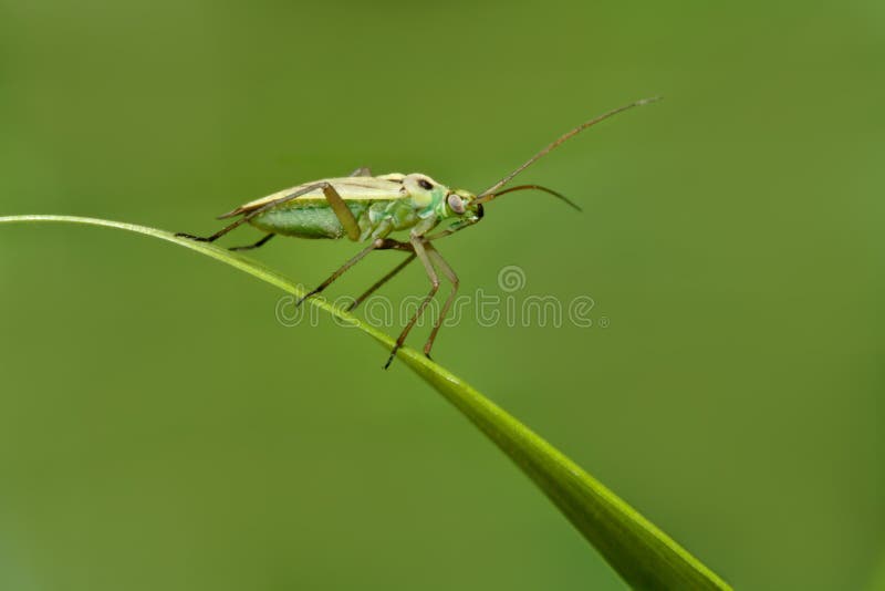 Groene Insecten Op Een Plant Stock Afbeelding - Image of openlucht ...