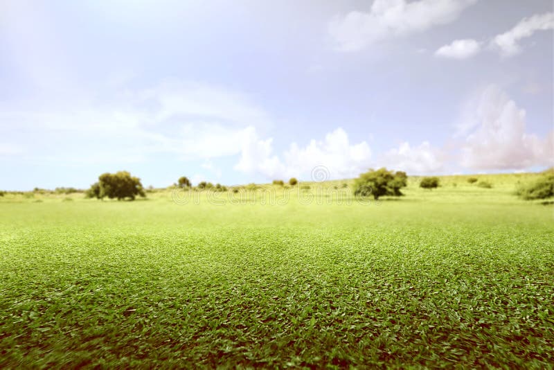 Groen grasveld met bomen stock foto. Image of niemand - 167467836
