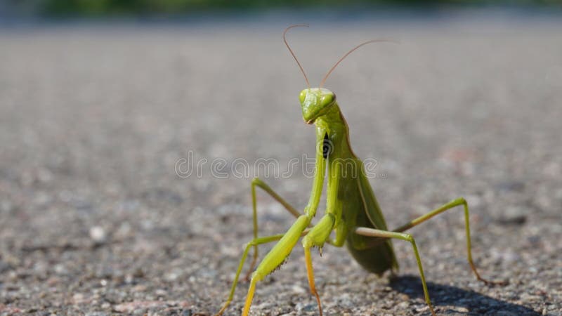 Groen insect stock foto. Image of macro, groen, klein - 47415778