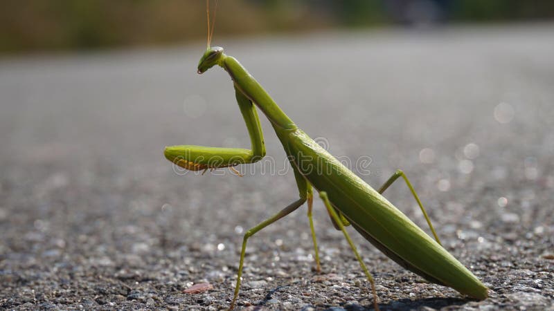 Groen insect stock foto. Image of macro, groen, klein - 47415778