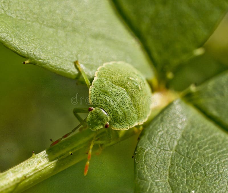 Groen insect stock afbeelding. Image of tentakel, installatie - 5697669