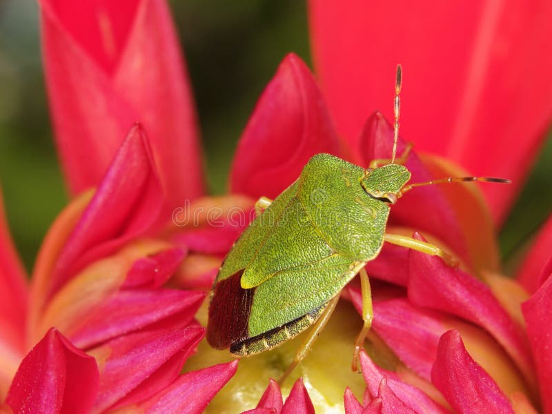 Groen insect in bloem stock afbeelding. Image of vliegen - 3257011
