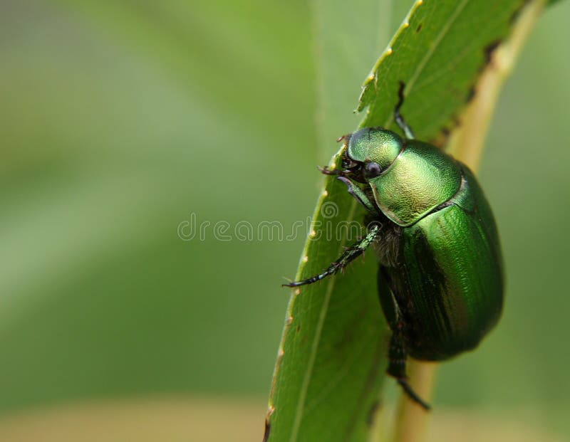 Groen insect dat blad eet stock afbeelding. Image of spookachtig - 5551475