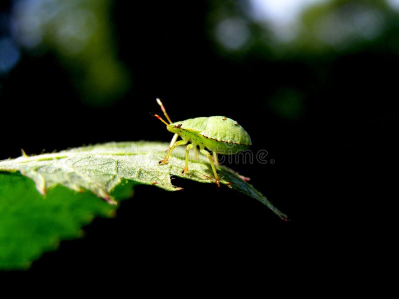 Groen insect en blad stock foto. Image of charmant, contrasterend ...