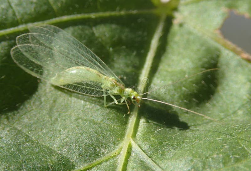 Groen insect op groen blad stock foto. Image of fauna - 102875928