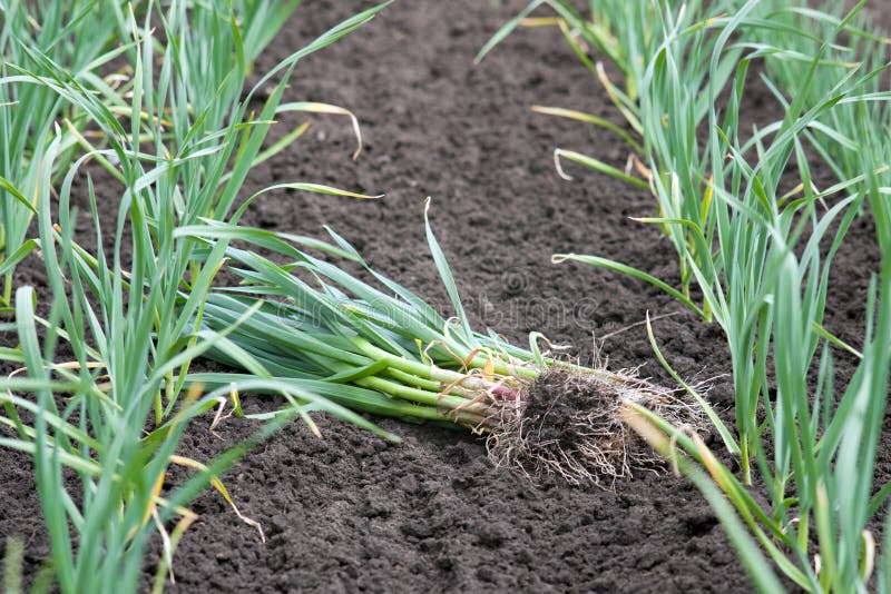 Het Groene Knoflook Groeien Op Een Grond Stock Afbeelding - Image of ...