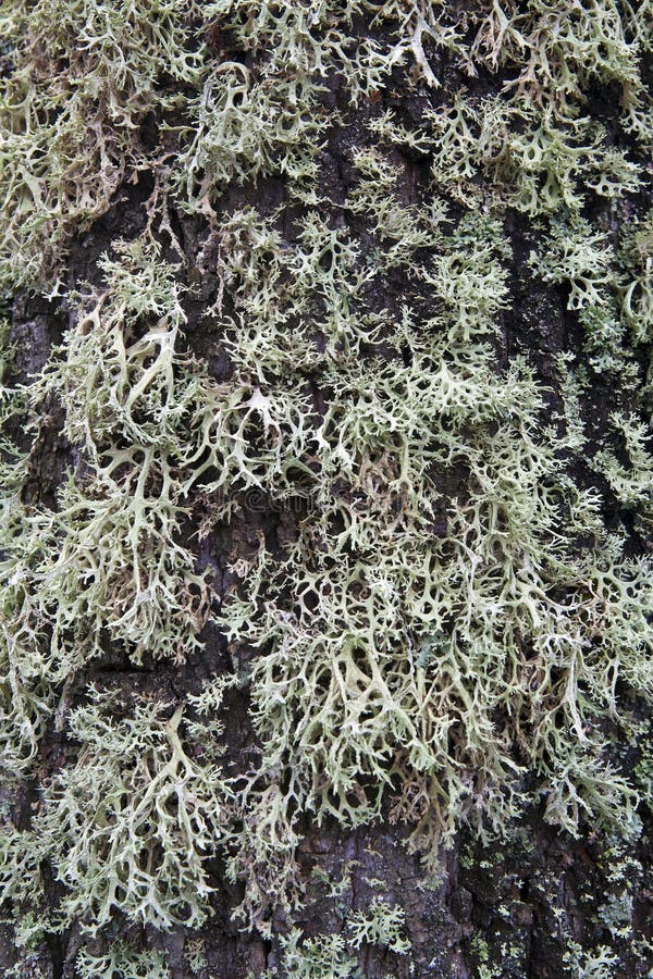 Korstmos op een boom stock afbeelding. Image of seizoen - 29273809