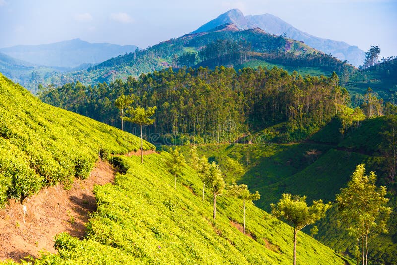 Groen Landschap Van Theeaanplanting in India Stock Afbeelding - Image ...