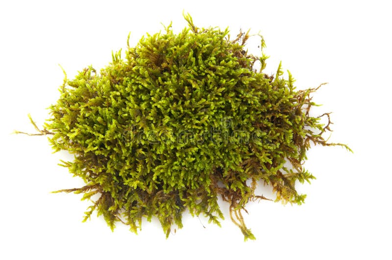 Groen Mos Op De Grijze Steen Stock Foto - Afbeelding bestaande uit ...