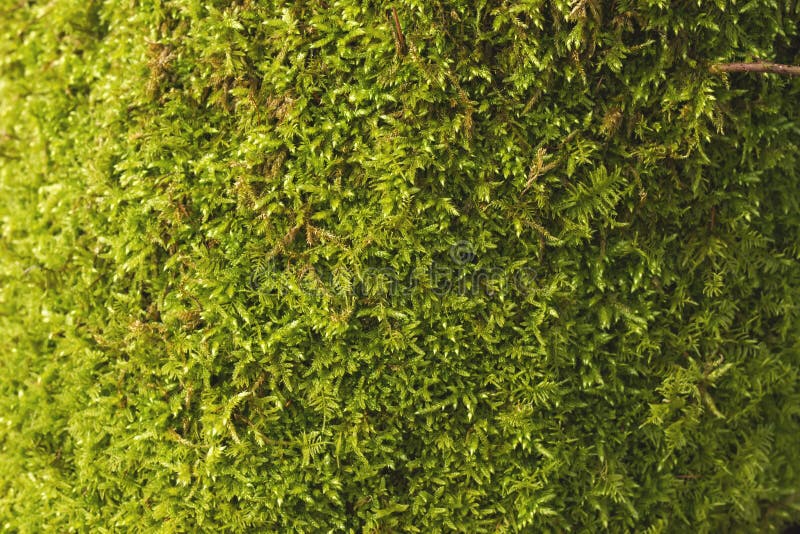 Groen Mos stock afbeelding. Image of mooi, milieu, organisch - 72067495