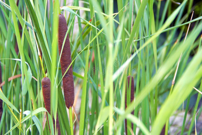 Groen riet stock afbeelding. Image of leven, kleur, achtergronden ...