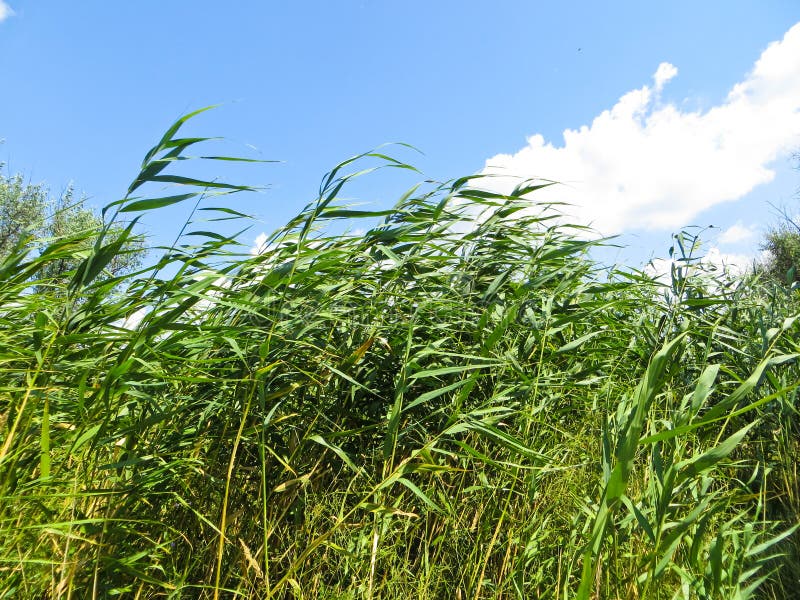 Droog Riet Op Een Rivierbank Stock Afbeelding - Image of gouden, bies ...