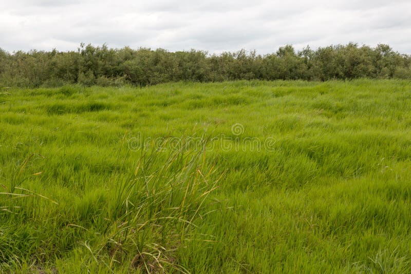 Groen Sappig Gras Op Een Weide Stock Afbeelding - Image of buiten, tuin ...