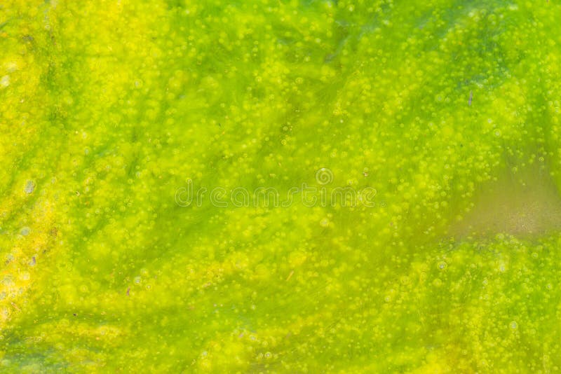 Groen Slijm Van Algen in Meer Stock Afbeelding - Image of flexibiliteit ...