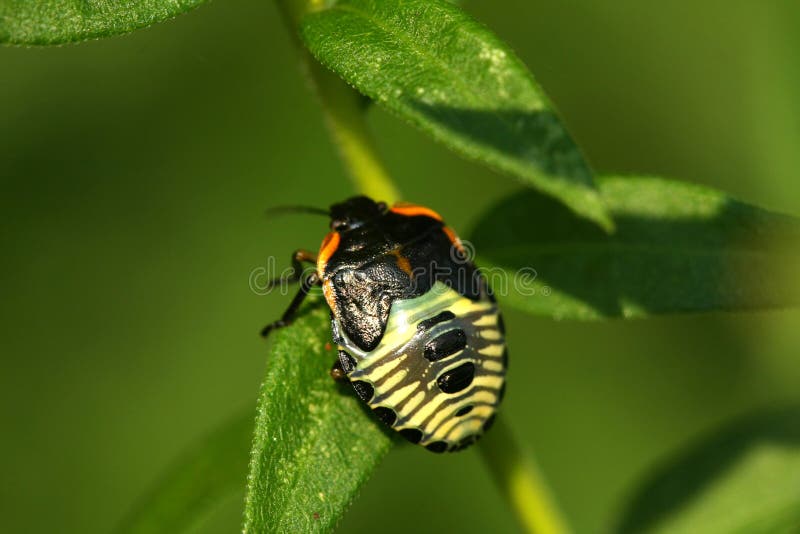 Groen Stink De Nimf Van Het Insect Stock Foto - Image of vlinders ...