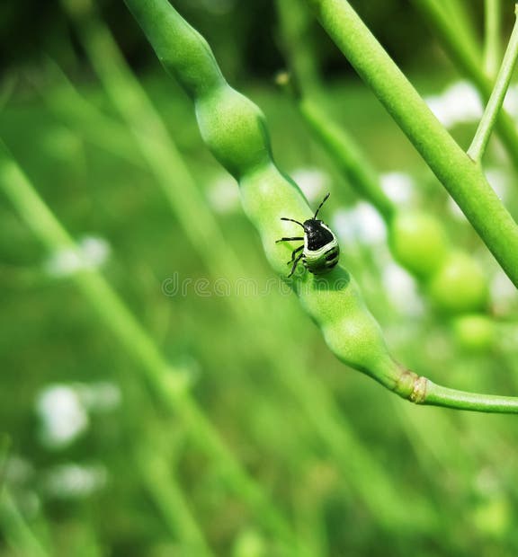 Groen stink Insect stock afbeelding. Image of biologie - 102232171