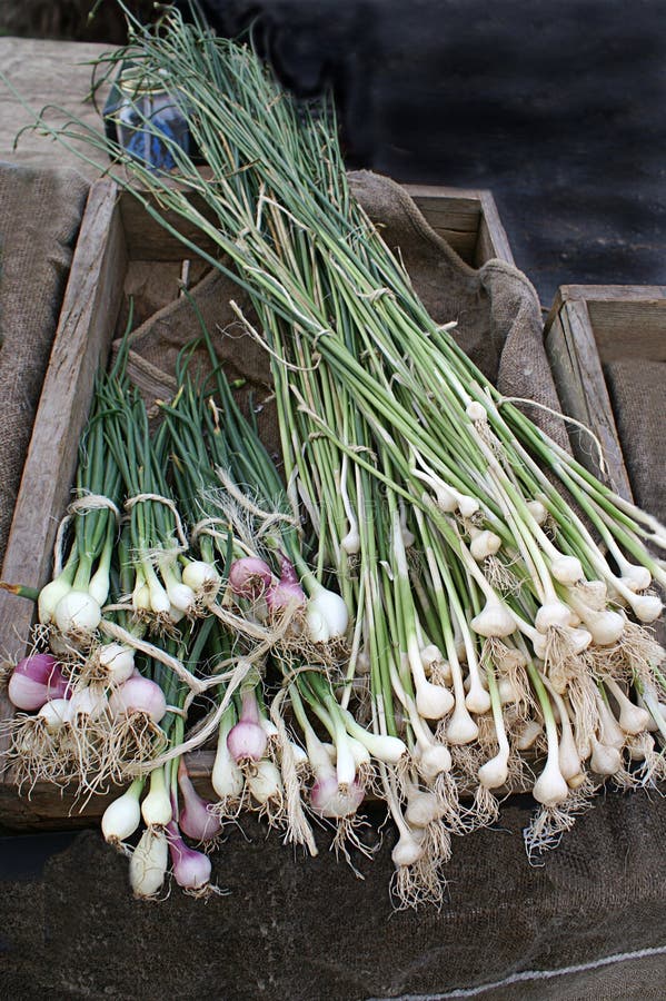 Bos Van Vers Groen Uien En Knoflook Stock Afbeelding - Image of niemand ...