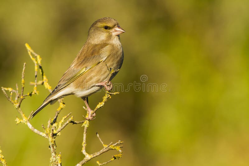Groen-vink stock afbeelding. Image of struik, groen, kastanjebruin ...