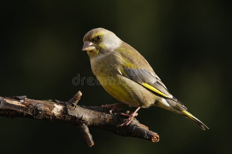 Groene Vink - Chloris Carduelis Stock Foto - Image of geruïneerd, tuin ...