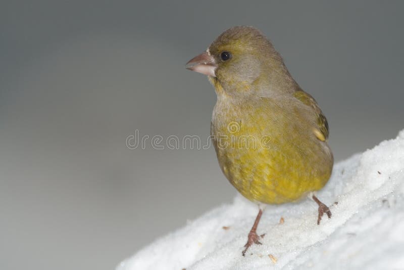 Groen-vink op sneeuw stock afbeelding. Image of snavel - 12740539