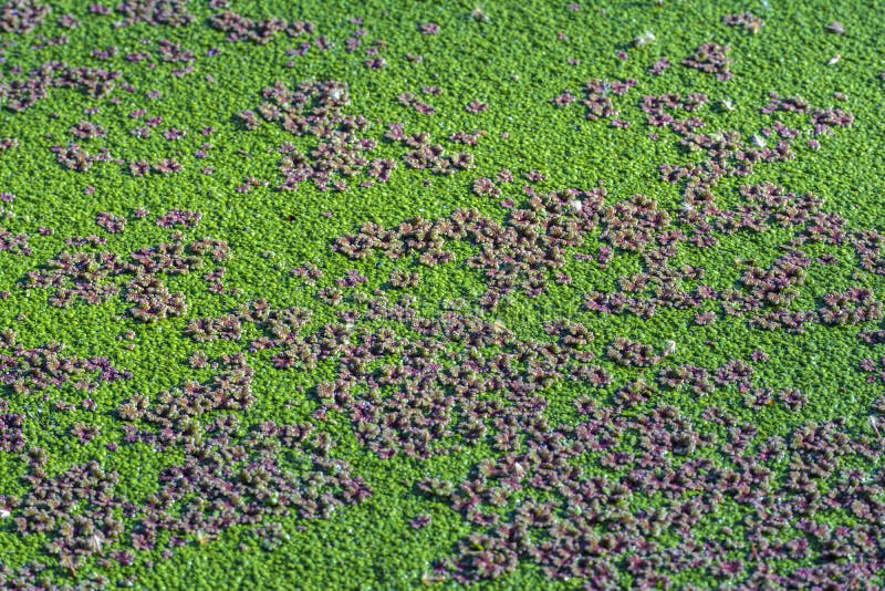 Algenbloei in de oceaan stock foto. Image of atlantisch - 42297440