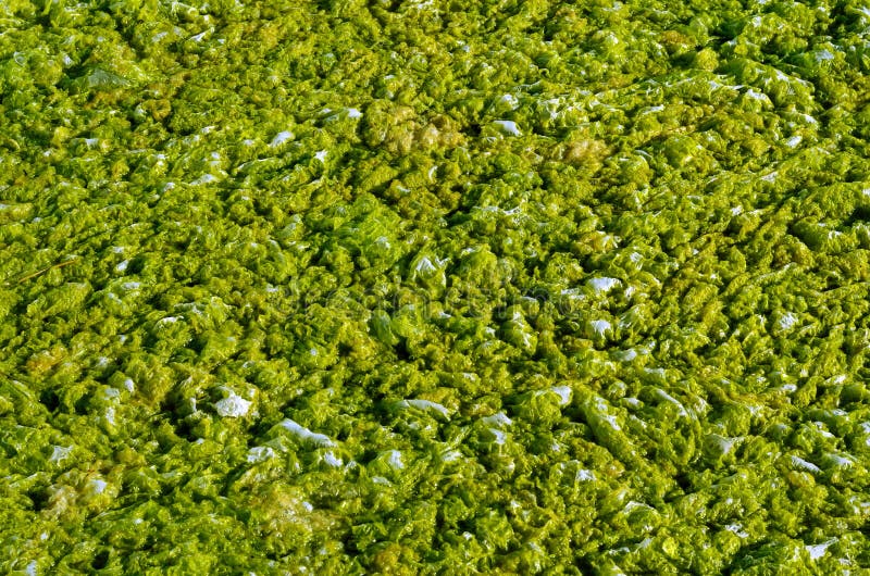 Groene Algen En Schuimverontreiniging Stock Foto - Afbeelding bestaande ...