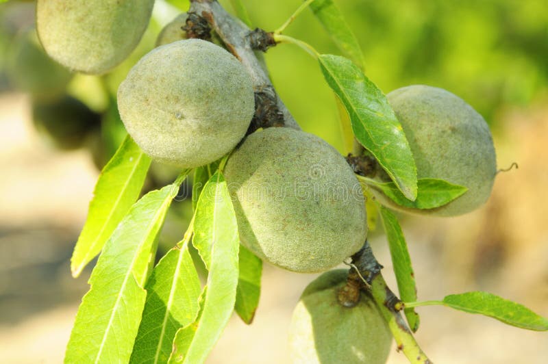De Groeiende Noten Van De Amandel Stock Foto - Image of twee, gericht ...