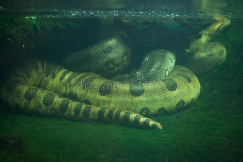 Groene Anaconda (Eunectes Murinus) Stock Afbeelding - Image of vers ...