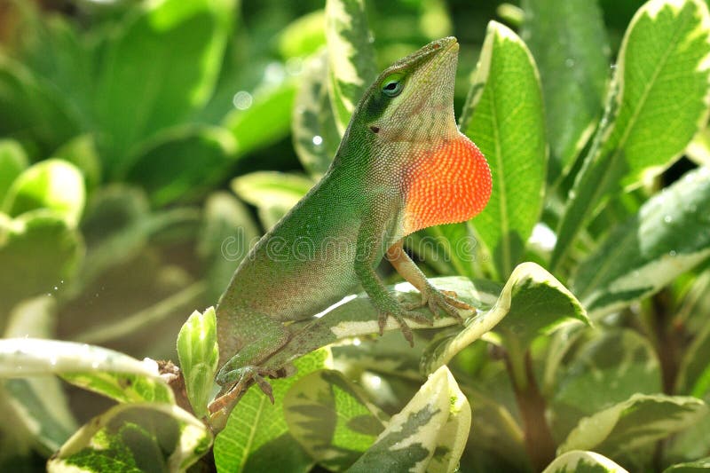 Groene Anolis stock foto. Image of reptielen, hagedissen - 11687068
