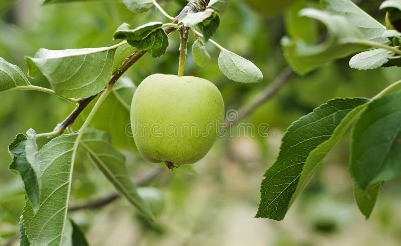 Groene appel op appelboom stock afbeelding. Image of tuin - 43092939