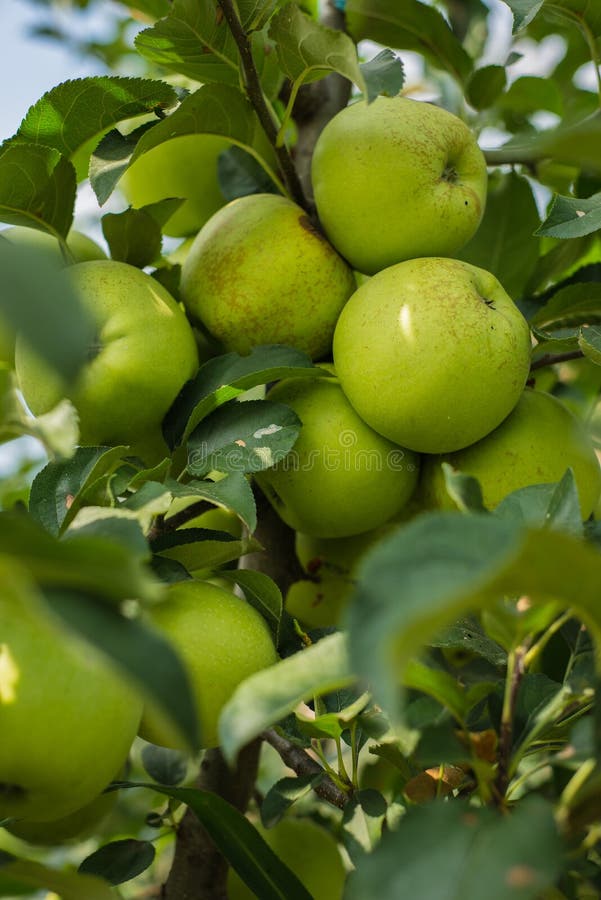 Groene Appels in Appelboom 2 Stock Afbeelding - Image of zomer ...