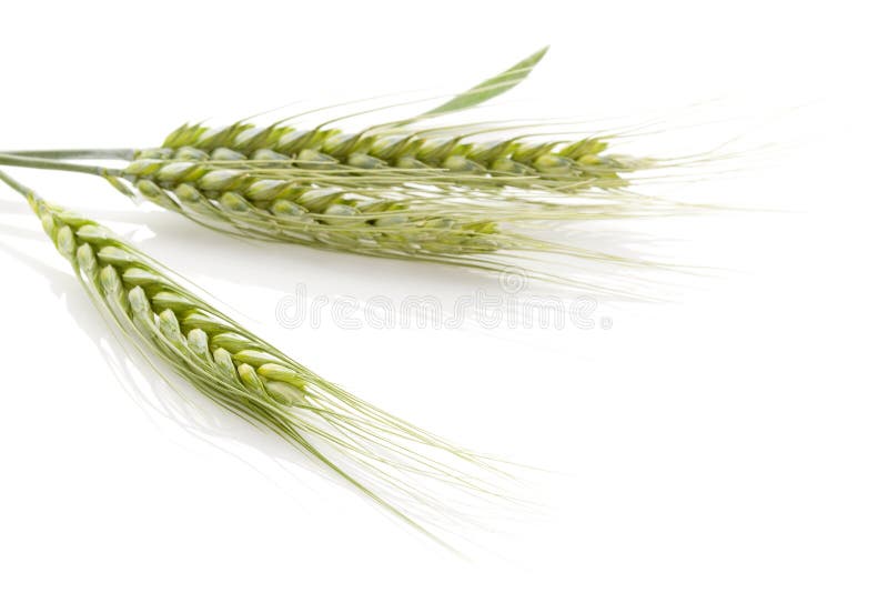 De Aren Van Tarwe Bonden En Korrel Op Witte Achtergrond Samen Stock ...