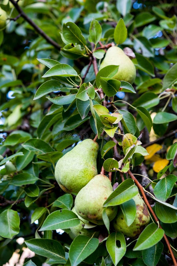 Groene Bartlett Peren of Williams-peren Die in Perenboom Groeien Stock ...