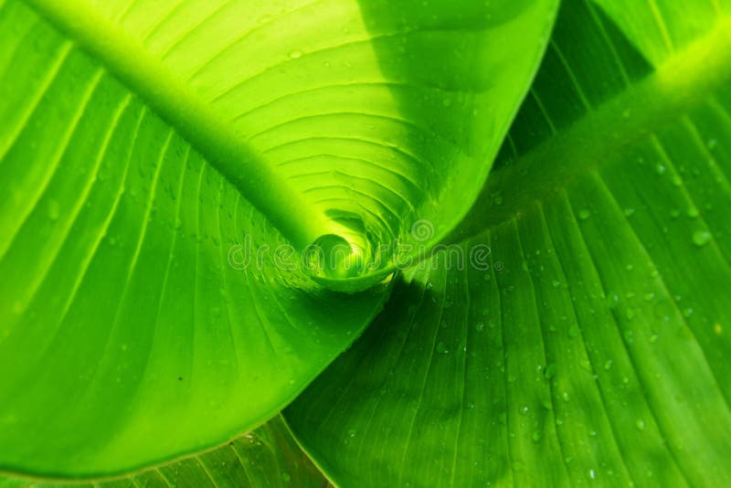 Groene blad gebogen vorm stock foto. Image of vers, sluit - 93308484