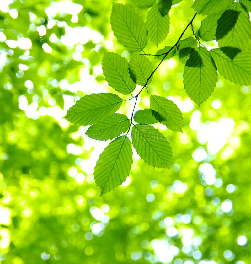 Groene bladeren stock afbeelding. Image of installatie - 10776447