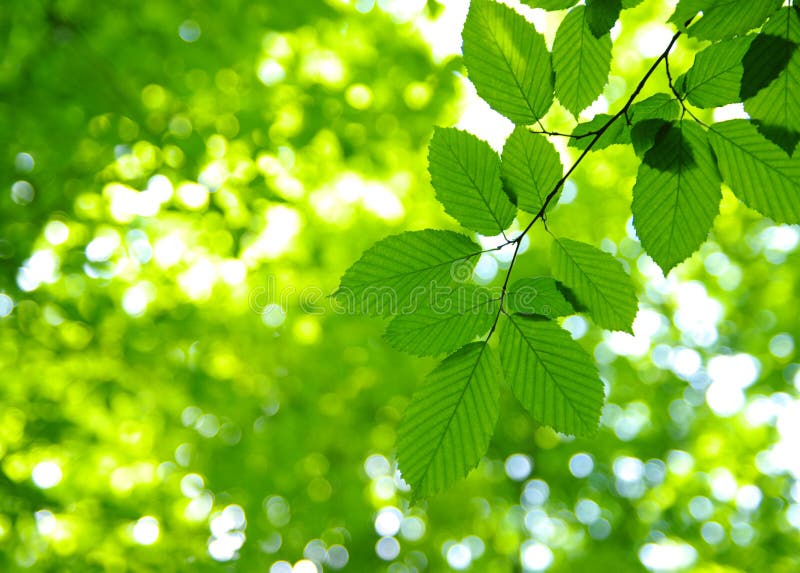 Groene bladeren stock afbeelding. Image of installatie - 10776447