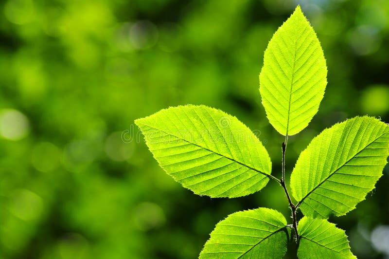 Groene bladeren stock afbeelding. Image of installatie - 10776447