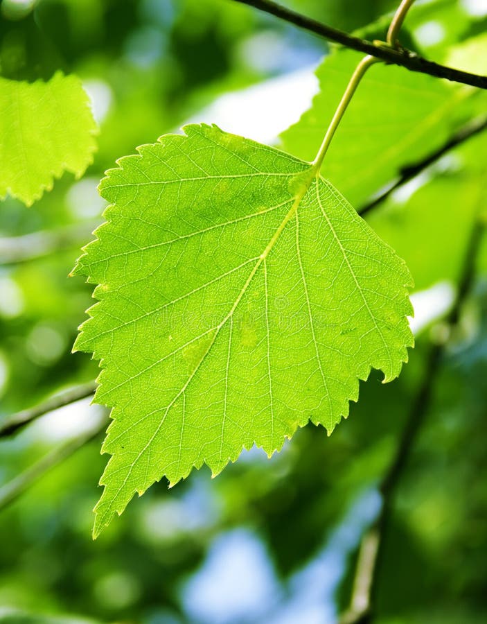 Groene bladeren stock afbeelding. Image of mooi, macro - 16265297