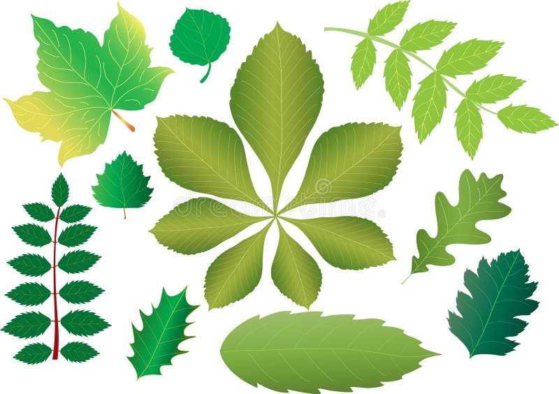 Groene Bladeren vector illustratie. Illustration of illustratie - 46054379