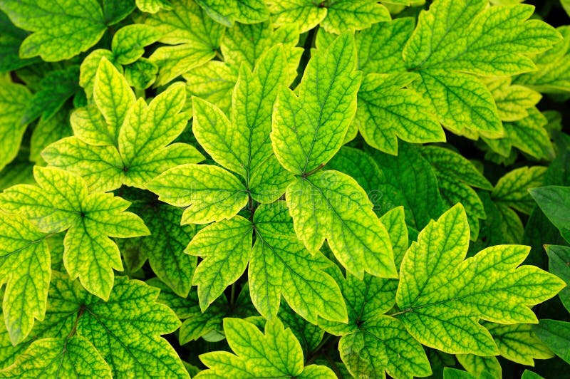 Groene bladeren stock foto. Image of bomen, groen, tuin - 6587232